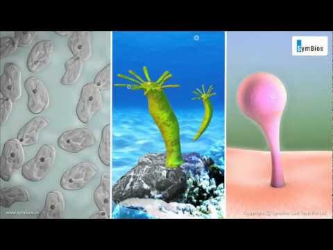 Asexual Reproduction