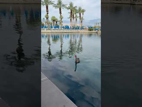 JW Marriott, Palm Desert