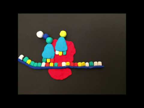 Easy Explanation of The Central Dogma: Transcription and Translation