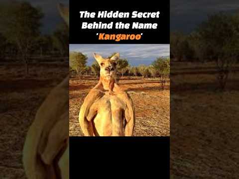 The Hidden Secret Behind the Name 'Kangaroo'