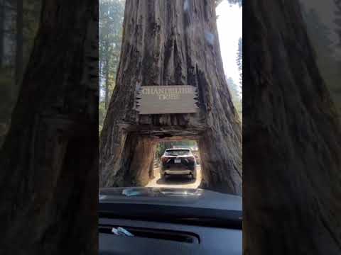 Chandelier Tree 🌳Leggett is a census- designated place in Mendocino County, California...