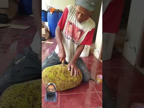Nangka Madu ##buahbuahansegar #faktamenarik
