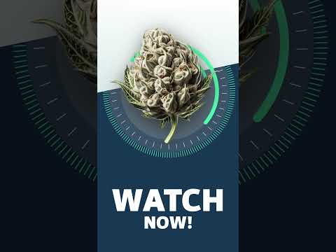 WATCH NOW! - Amnesia Haze Strainview