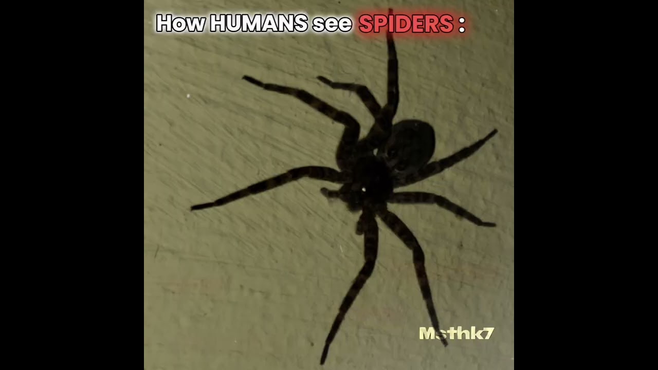 How HUMANS appear to spiders🥶💀#vision #eyesight #humans #spiders