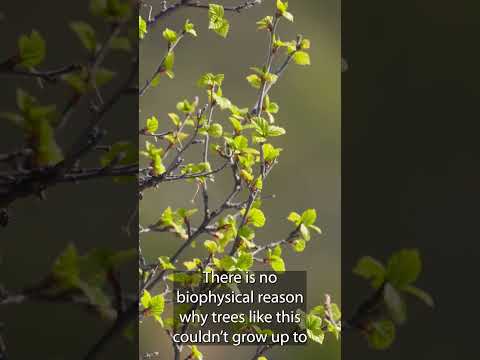 Woodland at 900m | Why Not Scotland?