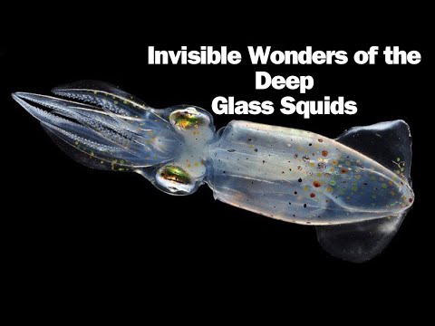 Glass Squids: Invisible Wonders of the Deep