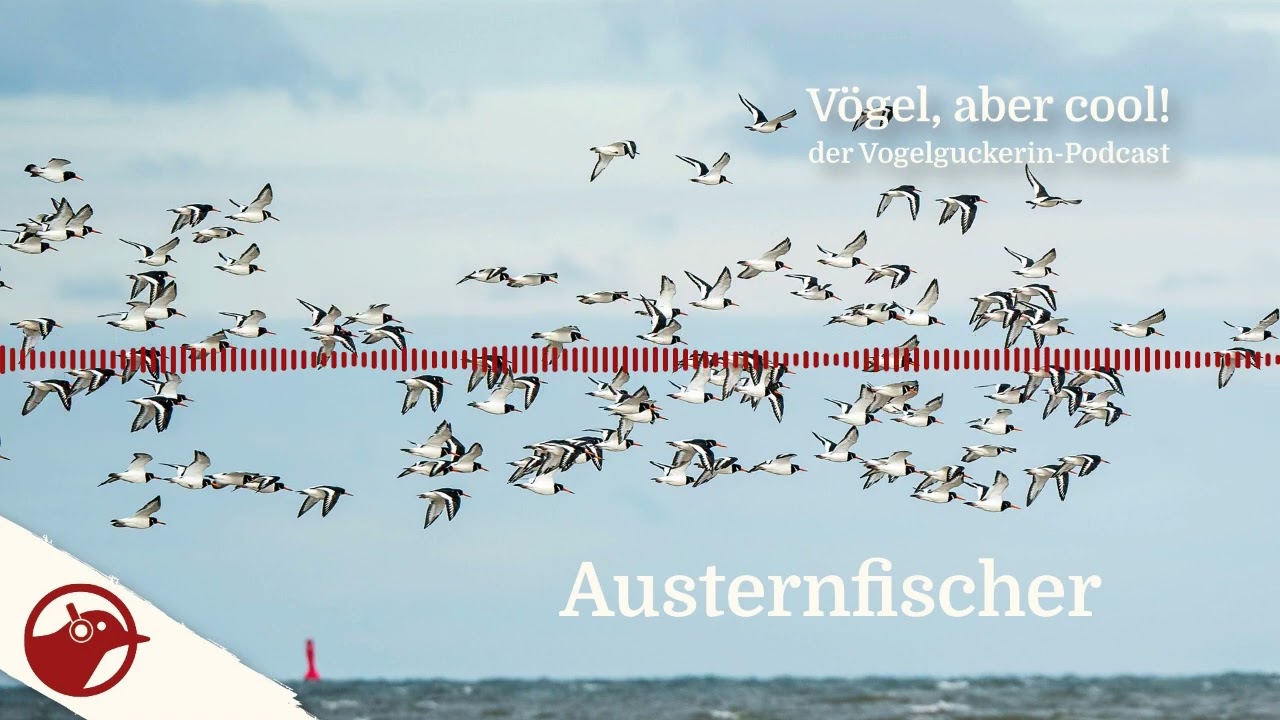 Austernfischer, Strandelster, Friesenstorch [Podcast]