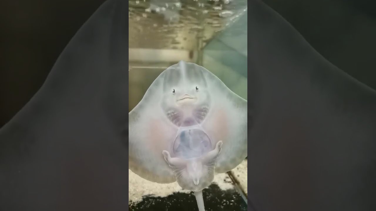 Watch A Baby Stingray Dance 😂 | Cute Animals Tik Tok Videos | Try Not To Laugh | Funny Fail