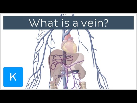 What is a Vein? - Human Anatomy | Kenhub