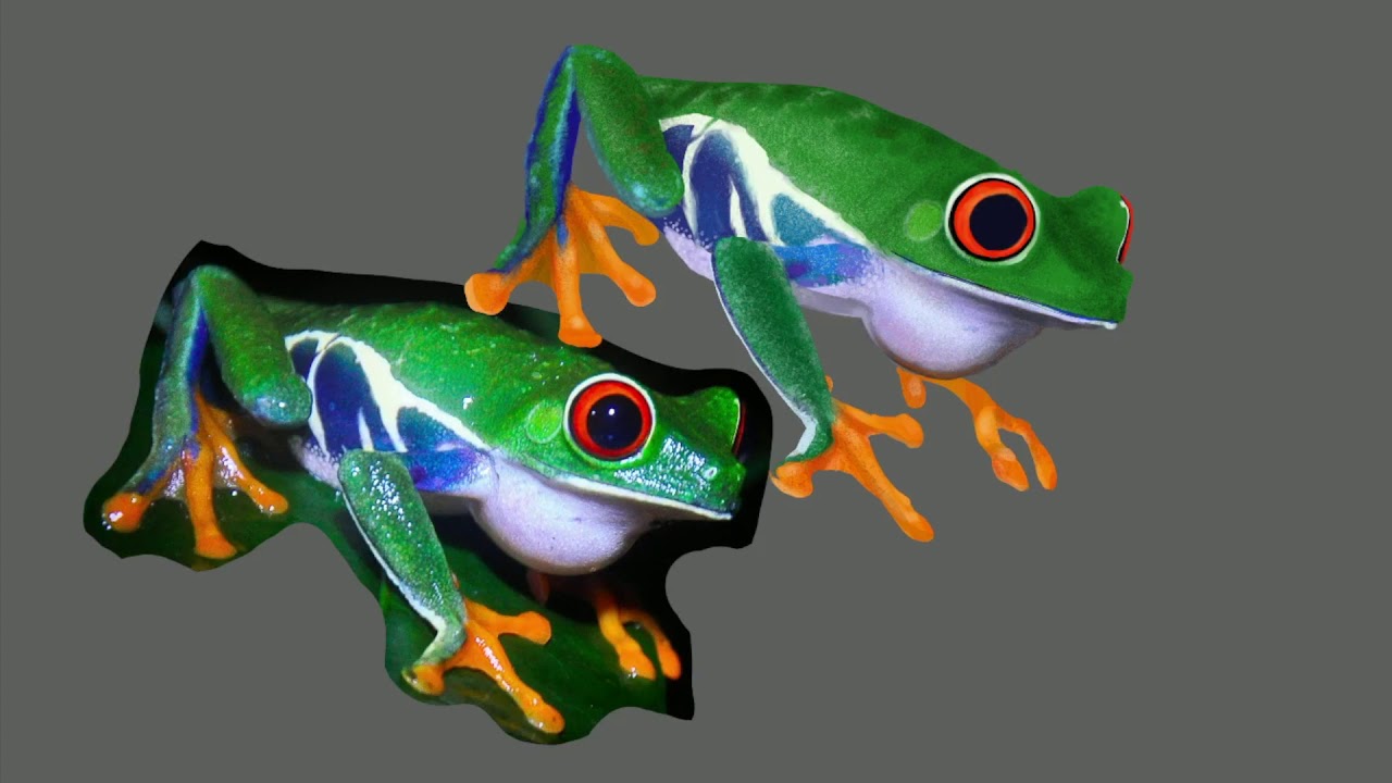 Tree Frog digital Painting - Procreate app / Ipad pro
