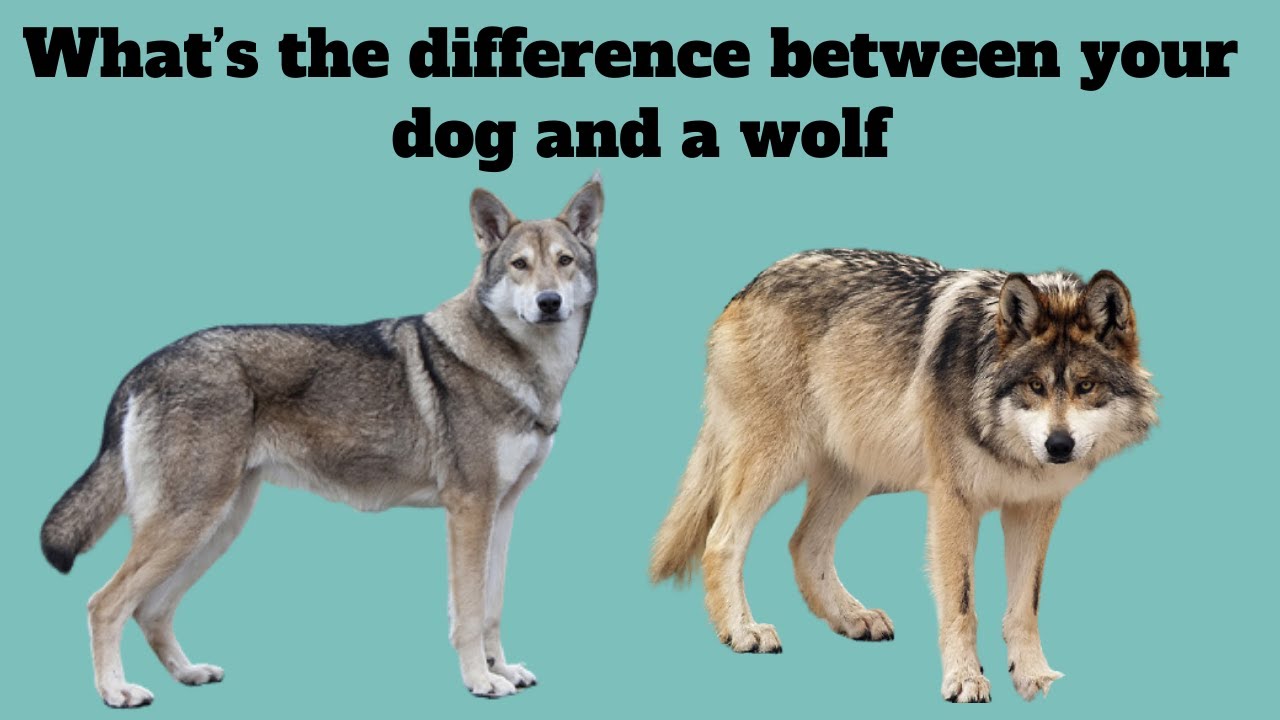 What’s the difference between your dog and a wolf
