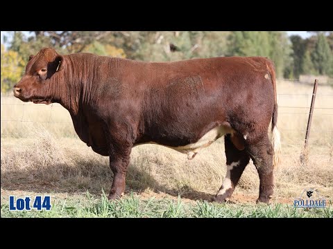 Lot 44 Polldale Selewyn 2nd POLS96