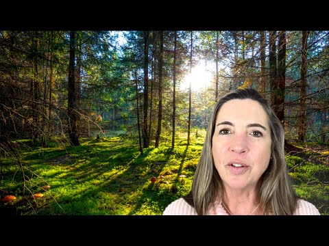 Woodland Animals Overview