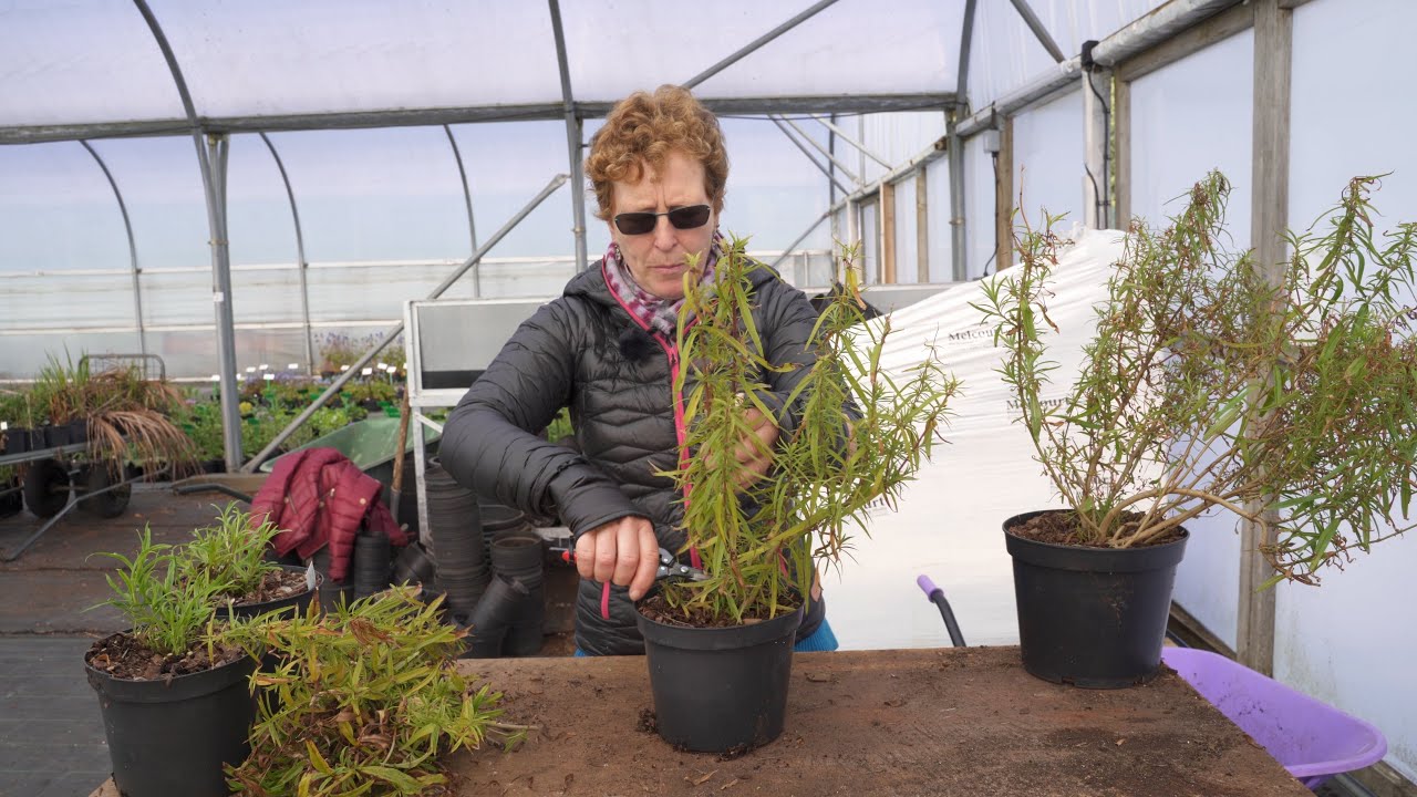 Preparing Penstemon for Summer