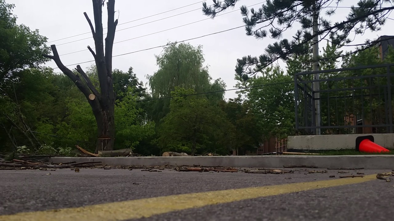 Tree Removal by Heritage Tree Care, Toronto