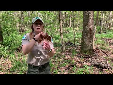 What is a floodplain?
