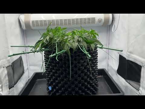 Sacred Soil - Soma Seeds - Amnesia Haze Auto