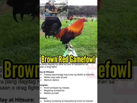 The Brown Red Gamefowls #gamefowl #manok #mr_sabungero83
