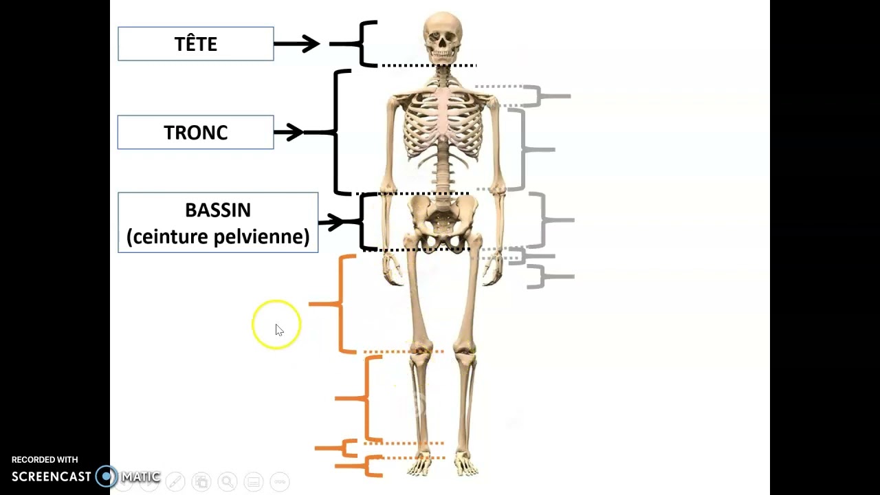 Le système squelettique 1