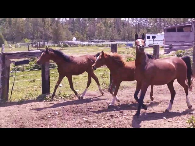 Pretty Yearling Crabbet Arabian filly | Horses & Ponies for Rehoming ...