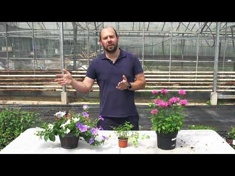 Gardening Explained - What is an Annual plant?