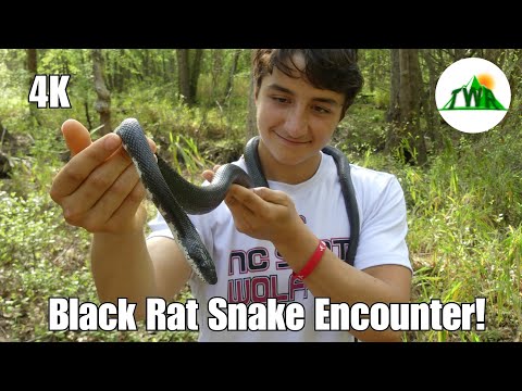 The Black Rat Snake: Everything You Need To Know! (4K)