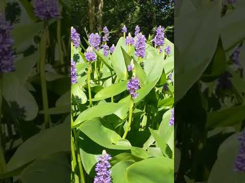 #shorts Hey Good looking frondy ☘️ Pontederia Dilatata #bees #backyard #water adventure