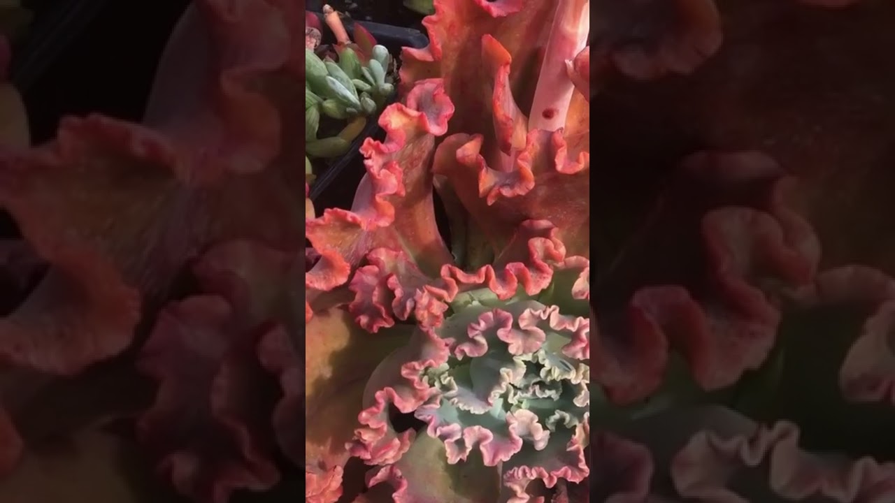 Colorful succulents look like flowers in bloom. And they need less water too!