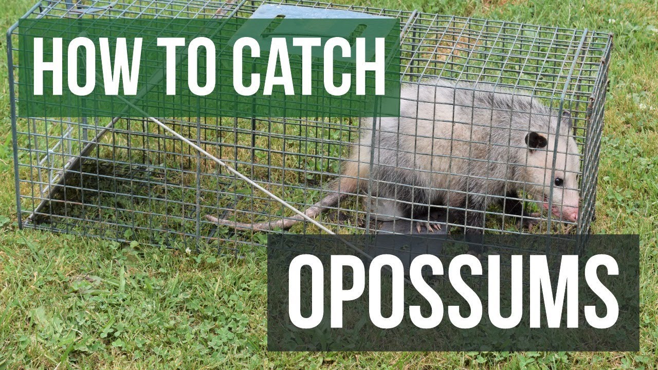 How to Catch an Opossum with a Live Trap
