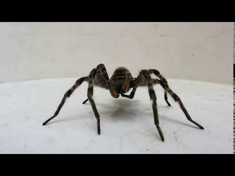 spider on a white background cleans his paw