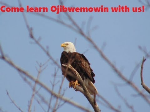 Learning Ojibwemowin Chapter 1