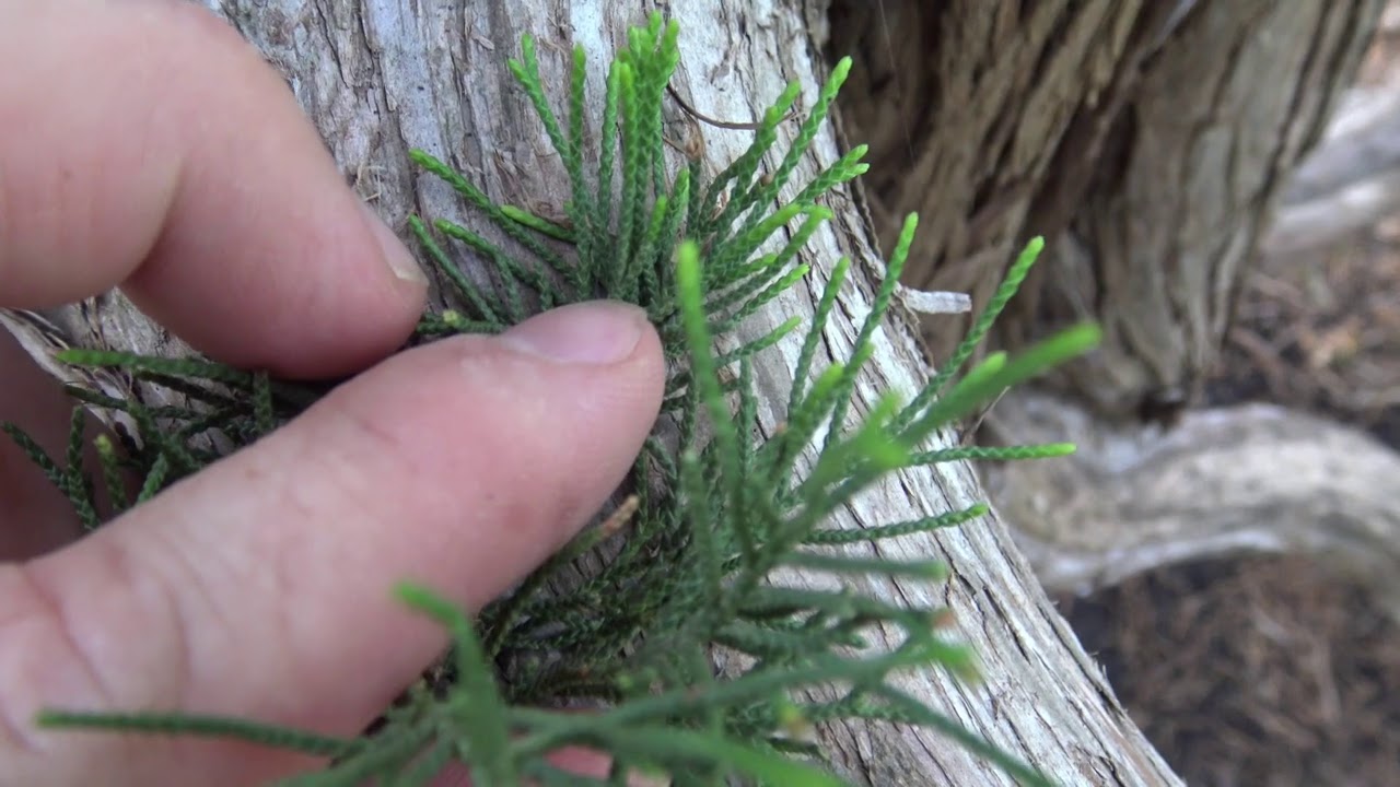 Identifying eastern redcedar