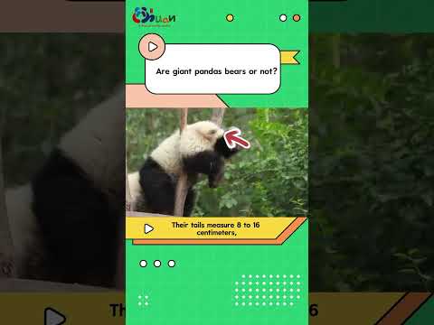 Are giant pandas bears or not?