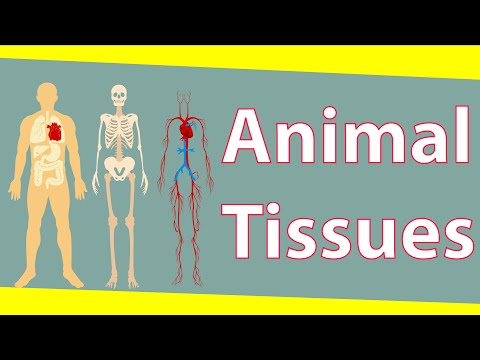 Introduction to animal tissues - Tissues - Class 9 Biology - Science ...