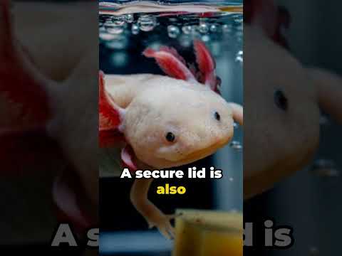Starting Your Axolotl Adventure? Watch This! 🚀🐟