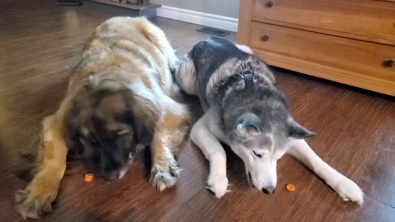 Leonberger and Husky
