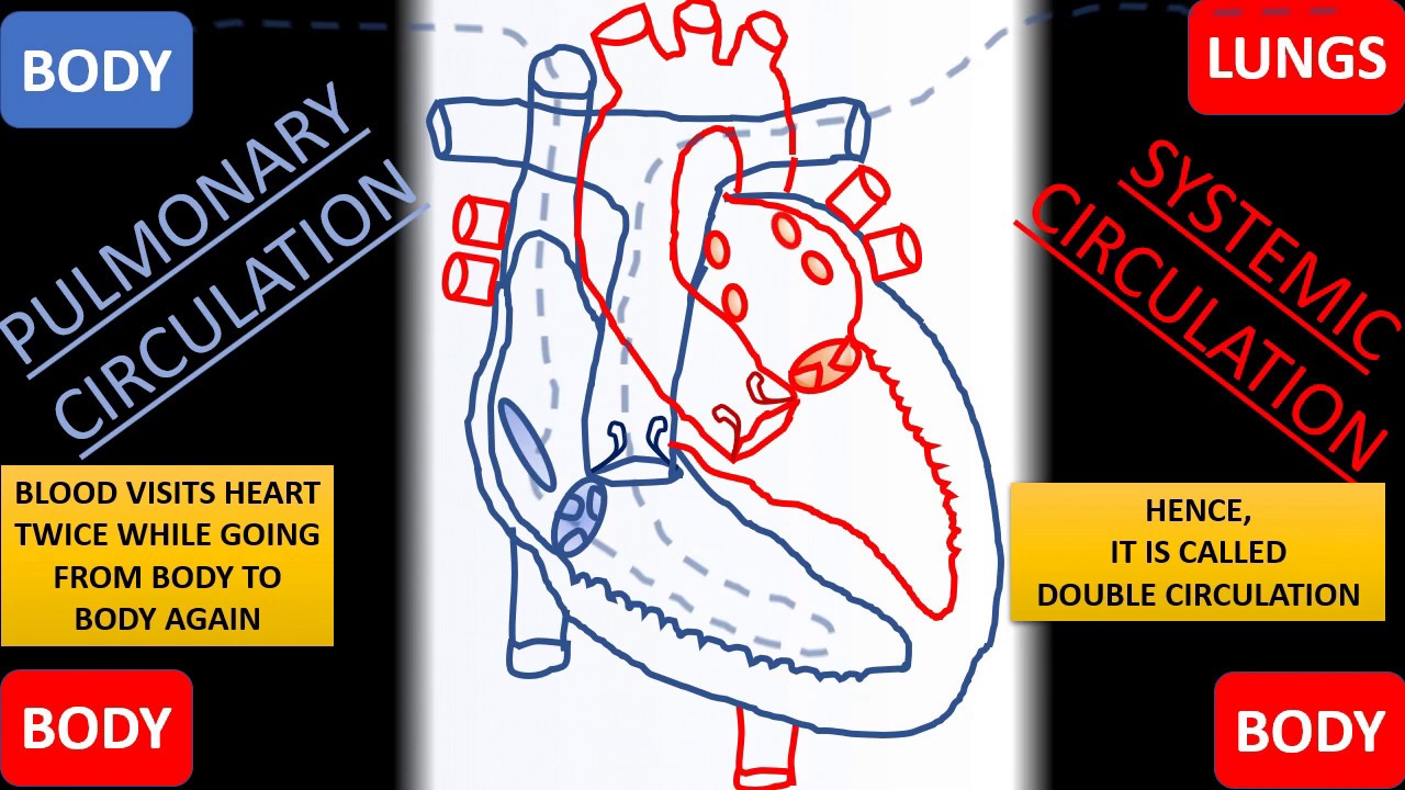 Heart Sketch showing internal structure & Blood Flow Path I Double Circulation, made using PPT Lines