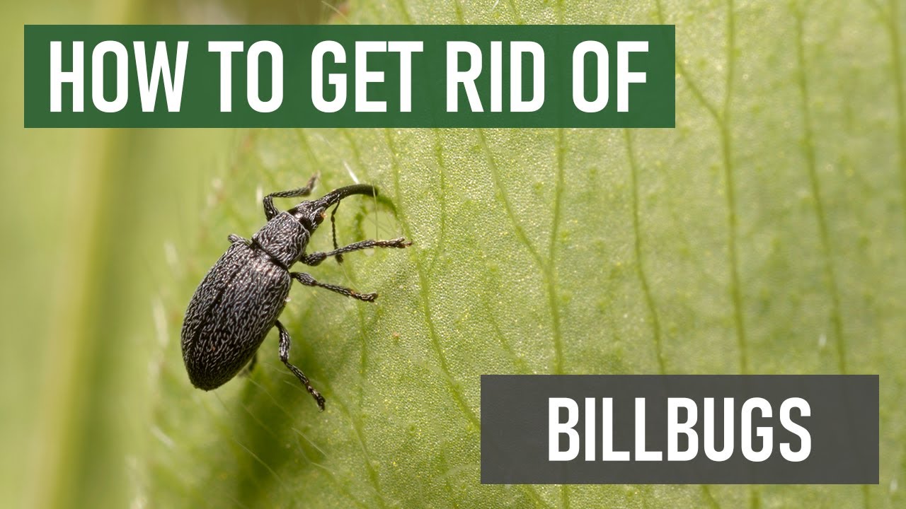 Billbug Control: How to Get Rid of Billbugs