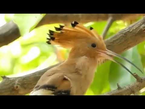 1 Hour of Amazing Animal Facts 🐾 | Ultimate Wildlife Compilation for Animal Lovers!