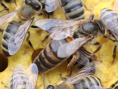 [Carnica Bee]카니카 종봉연구소