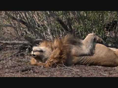 Part 1 Wild Earth Live Safari Drive Marathon Special 3:00 PM on Sept 20 2016