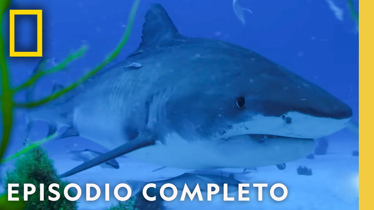 The Terrifying Tiger Shark | Nat Geo in Spanish