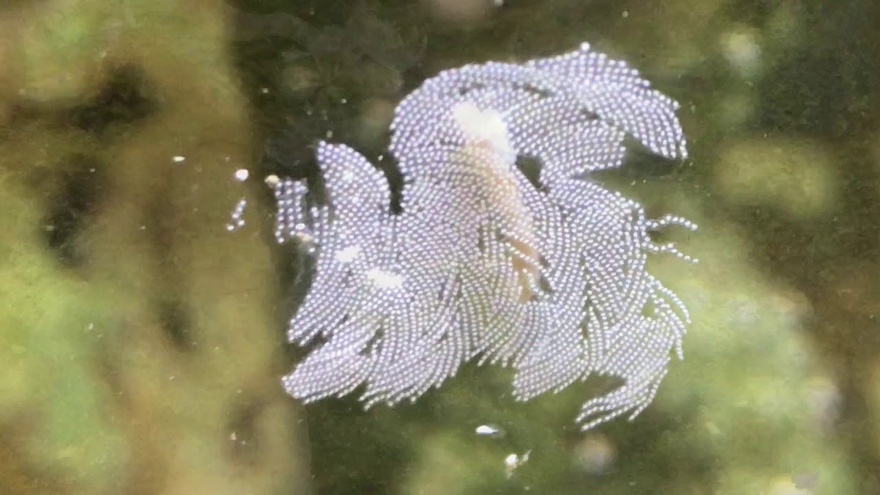 nassarius snail laid eggs