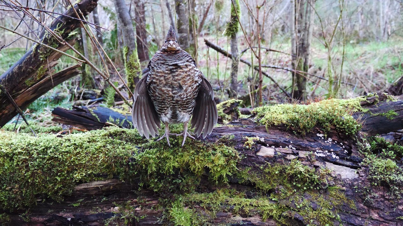 Ruffed Grouse drumming near Olympia, Washington