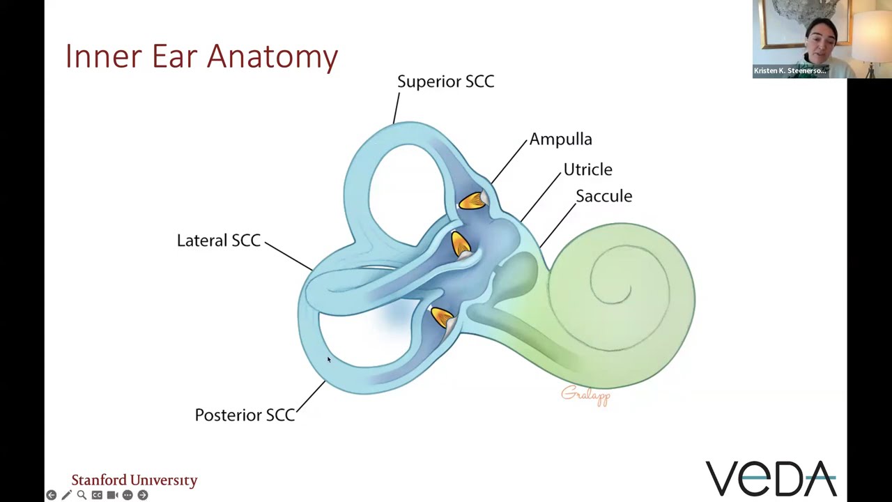 PrepRARE: All About the Vestibular System