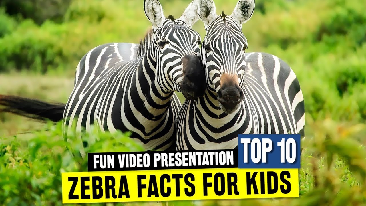 All about Zebras for Learners: Fun Facts and Wild African Animal Information for Schools