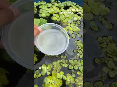 how to feed daphnia culture using dry yeast #guppy #fishguppy #fishfood