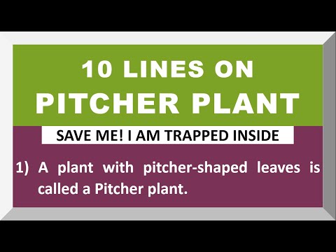10 Lines on Pitcher Plant | in English | Few Sentences about Pitcher Plant | Insectivorous Plant