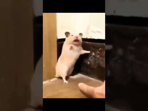 RAT SCREAM🤣🤣😯😯😲😲#funnymoments
