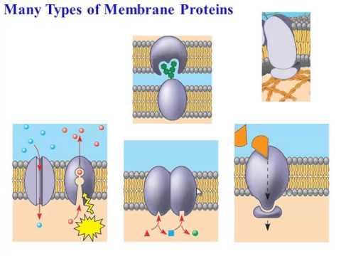 Plasma Membrane